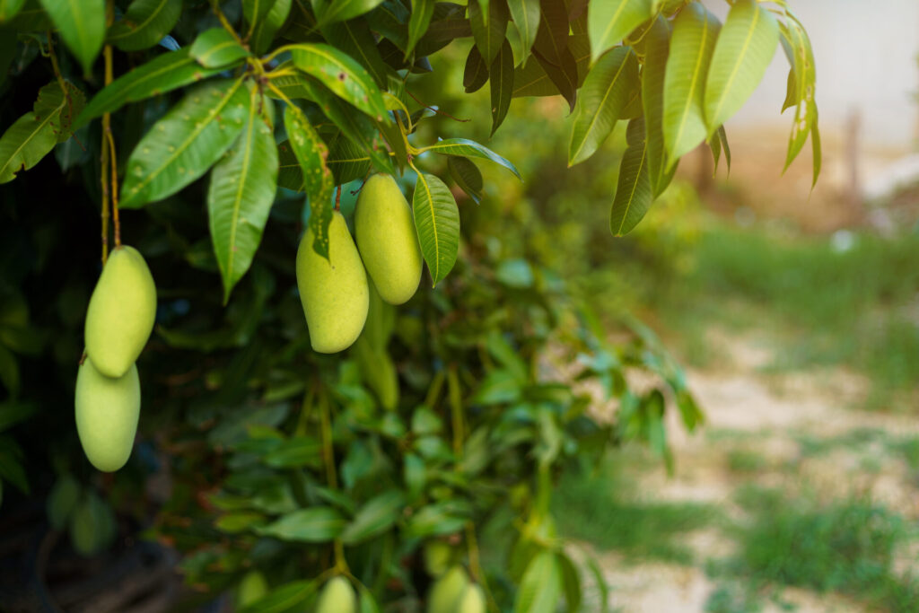 Gallery - Mother India Farms